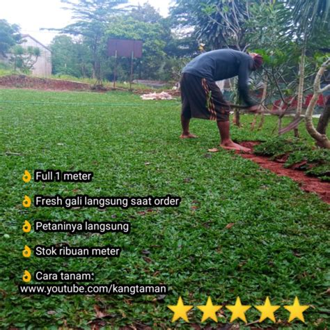 Jual Rumput Gajah Mini Tukang Taman Pasang Rumput 1 Meter Shopee