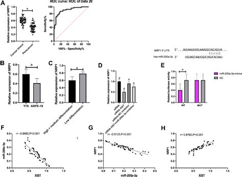 Incrna Xist Targeted Mir 200a 3p To Up Regulate Nrp1 Expression A