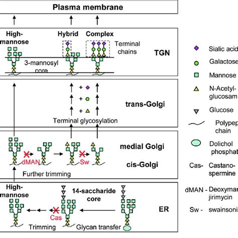 A Simplified Model Of N Glycosylation Pathways The Dolichol Linked