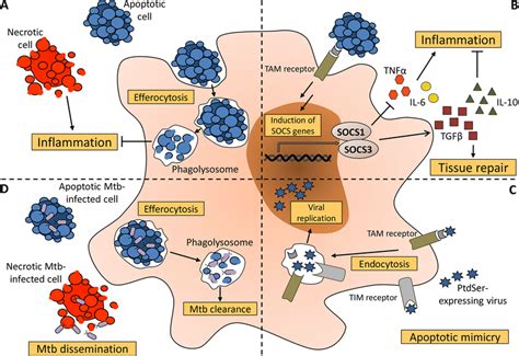 The Role Of Airway Macrophages In Apoptotic Cell Clearance Following