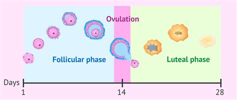 The Menstrual Cycle What Happens In Each Of Its Phases