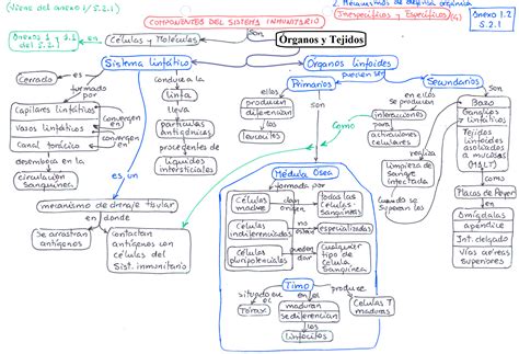 Mapa Conceptual Del Sistema Inmune