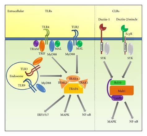 Signal Pathway Activation By The Main Tlr And Clr Receptors That Detect