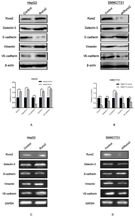 Ijms Free Full Text The Expression And Functional Significance Of