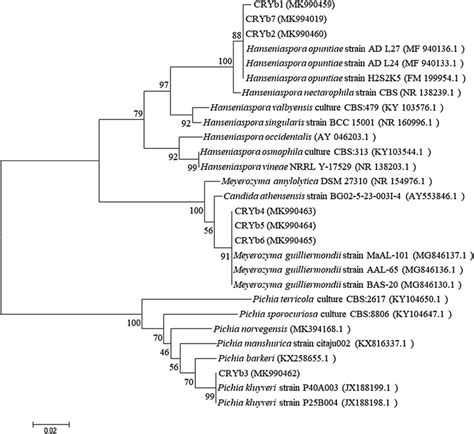 Phylogenetic Reconstruction Based On Its1 5 8s Its2 Sequences Of Yeast