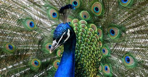 The Mesmerizing Majesty Of Peacocks Unveiling Their Beauty And