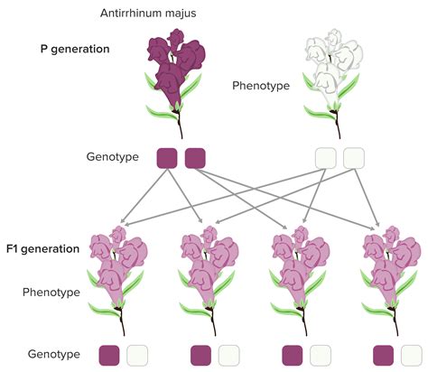 Mendels Laws Of Genetics Concise Medical Knowledge