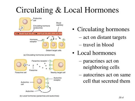 Ppt The Endocrine System General Functions Of Hormones Powerpoint