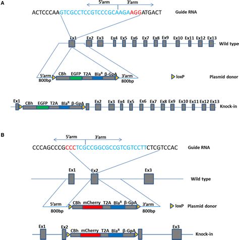 An Efficient And Precise Method For Generating Knockout Cell Lines