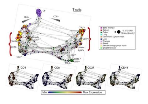 Cellular Immunology In Engleman Lab Engleman Lab Stanford Medicine