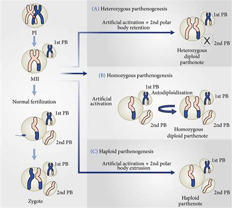 Parthenogenesis