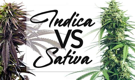 The Great Indica Vs Sativa Debate Understanding The Differences