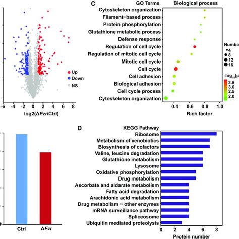 Label Free Quantitative Proteomic Analysis Of Fzr Mutation Caused