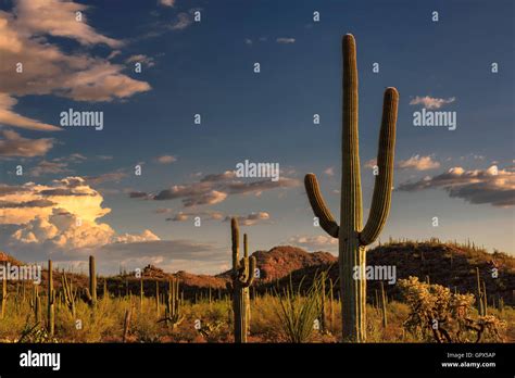 Beautiful Sunset In Saguaro National Park Near Tucson Arizona Stock