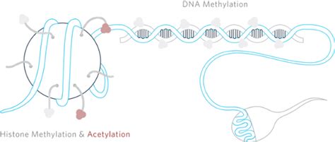 What Is Sperm Dna Fragmentation Path Fertility