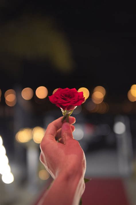 Download Hand Holding Red Rose Flower Wallpaper