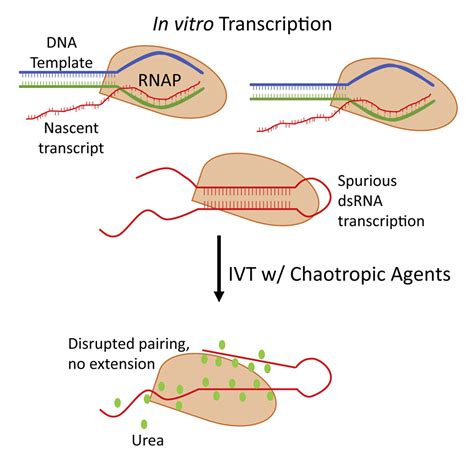 Double Stranded Rna Reduction By Chaotropic Agents During In Vitro