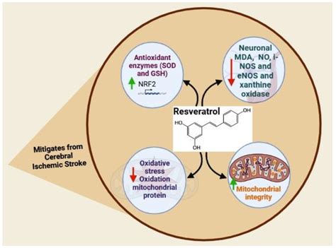 Nutrients Free Full Text Polyphenols Mediate Neuroprotection In