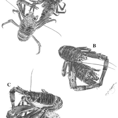 Mating Behaviour Of Munida Gregaria Precopulatory Embrace A