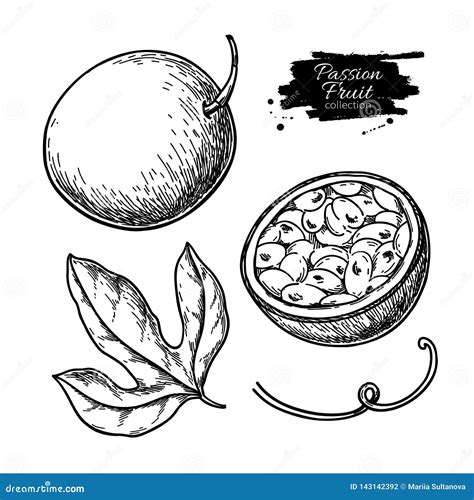 Passion Fruit Vector Drawing Set Hand Drawn Tropical Food Illustration