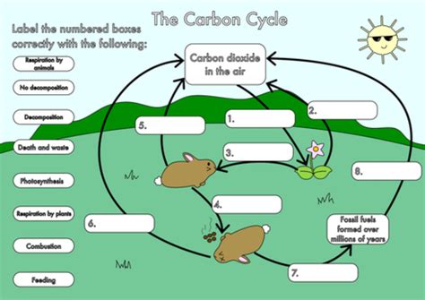 Nitrogen Cycle Worksheet Answer Key