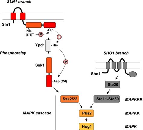 Schematic Representation Of The Hog Pathway For Simplification Only