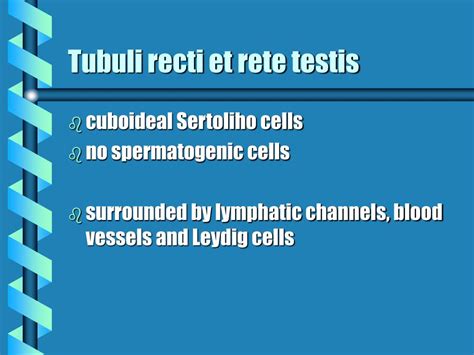 ppt male genital system powerpoint presentation free