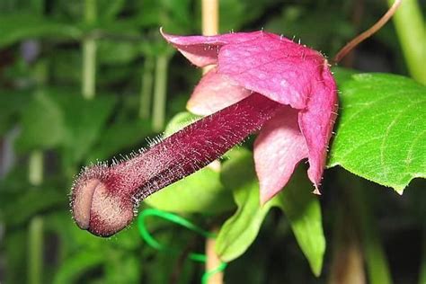 41 Best Penis Flowers Sex In Nature Images On Pinterest Ha Ha