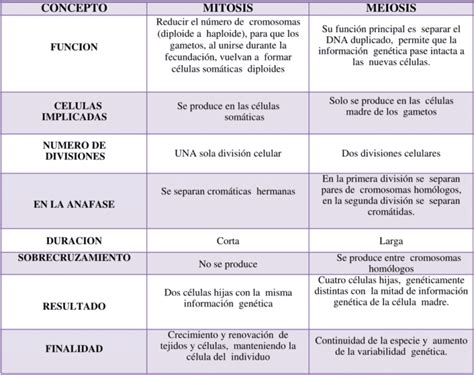 Cuadros Comparativos De La Mitosis Y Meiosis 【descargar】