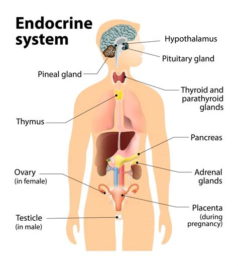 What Is The Endocrine System Us Epa