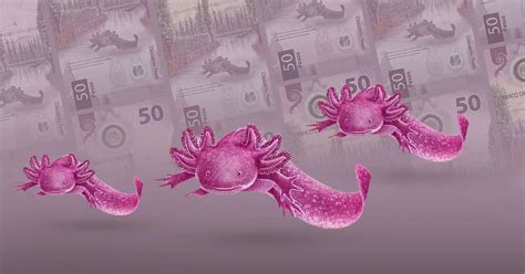 Cuál Es El Precio Real De 2 Billetes Del Ajolote Con Números De Serie