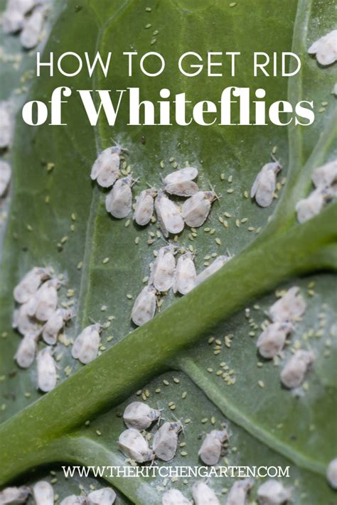 How To Get Rid Of Whiteflies On Plants The Kitchen Garten