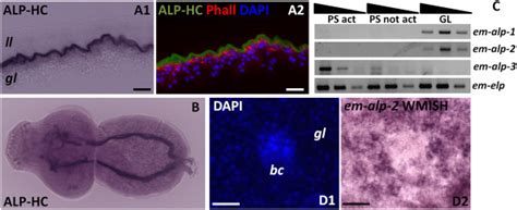 Alkaline Phosphatase Activity And Gene Expression A1 Alkaline