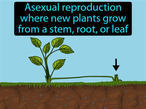 Vegetative Reproduction