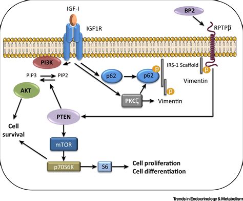 Role Of Igf Binding Proteins In Regulating Metabolism Trends In