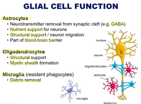 Types Of Glial Cells And Their Functions