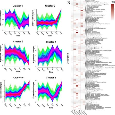 The Clustering Analysis Of Transcriptome Dataset Across 6 Time Points