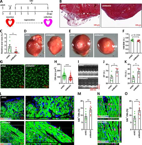 Genetic Proliferation Tracing Reveals A Rapid Cell Cycle