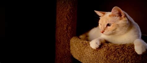 Best Cat Climbing Structures [for All Cats] Cat Climbing Structures