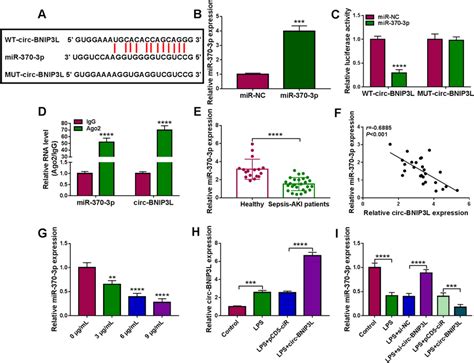 Mir 370 3p Is A Target Of Circ Bnip3l A The Complementary Sequences