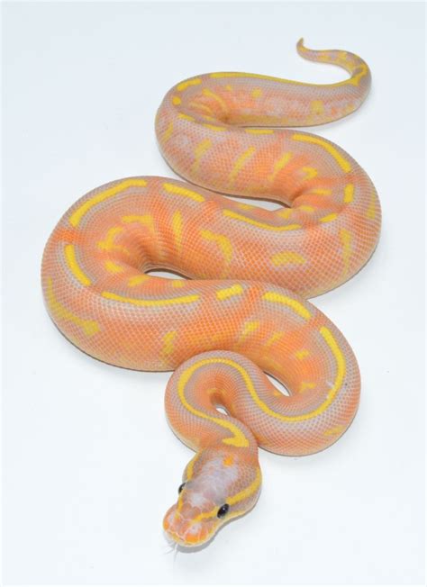 pin on ball python morphs