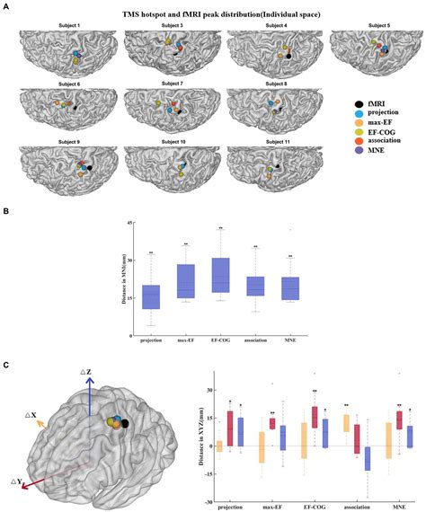 Frontiers Transcranial Magnetic Stimulation Mapping Of The Motor