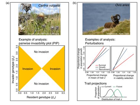 Examples Of Eco Evolutionary Analyses Using Integral Projection Models