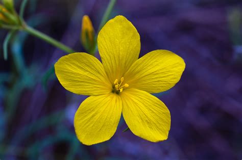 Camelina Plants Engineered To Produce Pheromones For Pest Control Crop