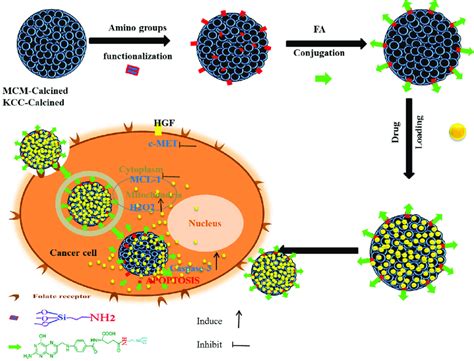 Schematic Representation Of The Prepared Nano System From Preparation
