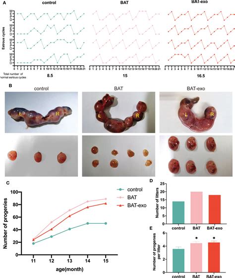 Frontiers Brown Adipose Tissue Derived Exosomes Delay Fertility