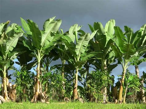 Teknis Budidaya Pohon Pisang Yang Baik Fakultas Pertanian Universitas