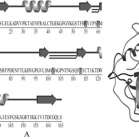 Cypd Structure A Cypd Protein Sequence And Its Respective Secondary