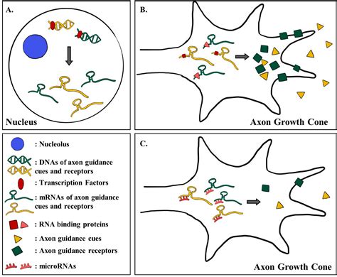 Ijms Free Full Text Expression Of Genes Involved In Axon Guidance