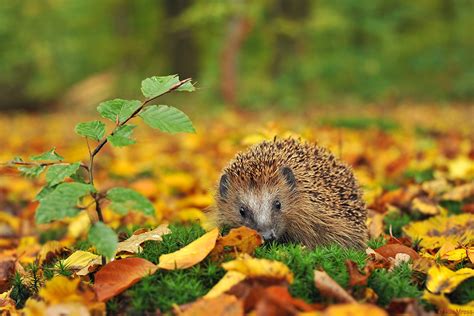 Igel Herbst Foto And Bild Tiere Wildlife Säugetiere Bilder Auf
